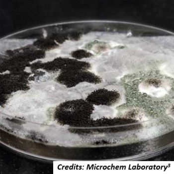 Fungus Resistance in Adhesives & Sealants