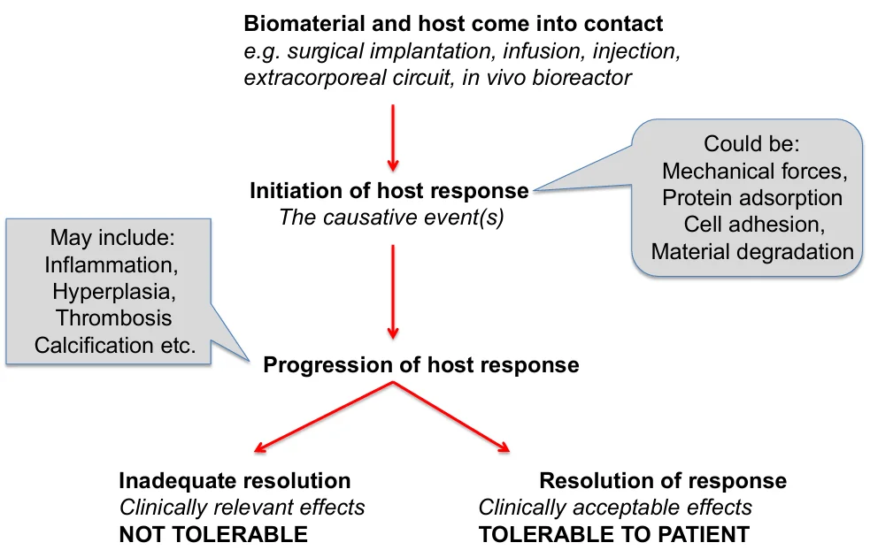 Biocompatibility: Screening Methods, Regulations, and Uses