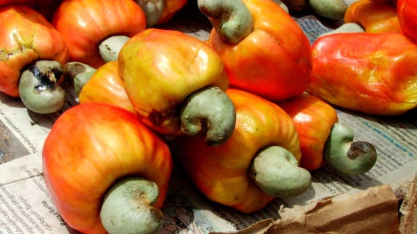 Cardolite Launches CNSL-based Polyether Diol