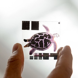 Inkjet Printing to Generate High-efficiency Solar Cells