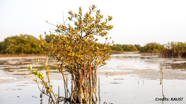Researchers Uncover PET-degrading Enzymes in Mangrove Microbes