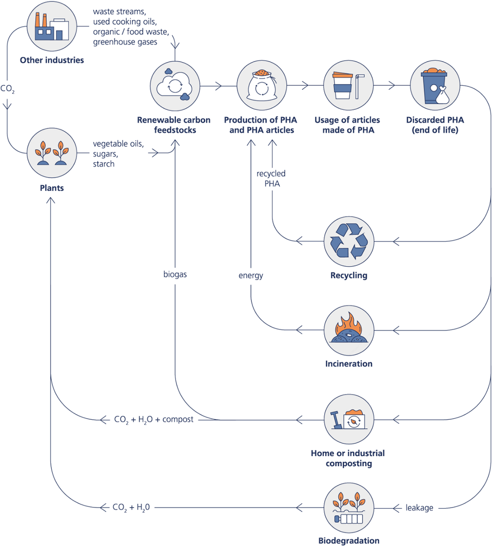 Polyhydroxyalkanoates (PHAs): Types, Properties, Chemical Structure ...