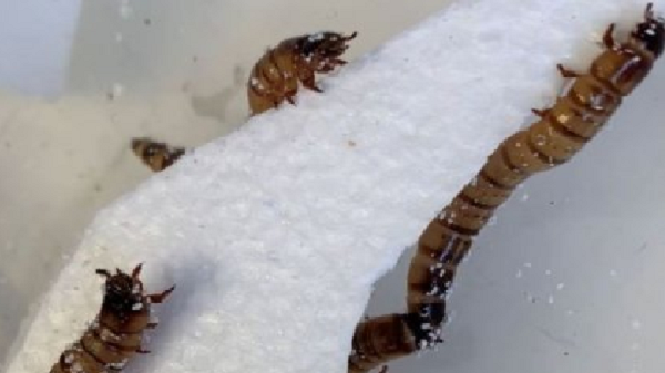 Research Shows Plastic-munching Superworms Enable Polystyrene Recycling