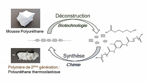 New Process to Recycle Waste Polyurethanes Using Enzymatic Degradation