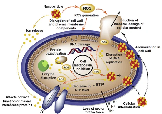 Antimicrobial Agents: Types, Mechanisms, & Uses
