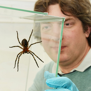 New Study Paves Path for Resilient Adhesives Using Hunting Spider’s Setae