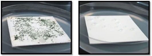 Antimicrobial Agents: Types, Mechanisms, & Uses