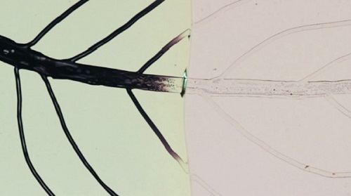 Faster Way to Form Vascularized Structures to Boost Smart Material ...