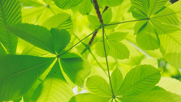 Axalta Launches Powder Coating Range from Non-food Organic Waste