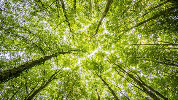 dsm-firmenich Receives Validation from SBTi for Its 2045 Net Zero Targets