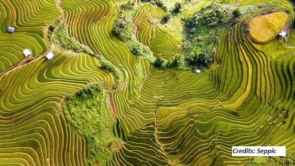 Seppic Launches Natural Gum with High Thickening and Moisturizing ...